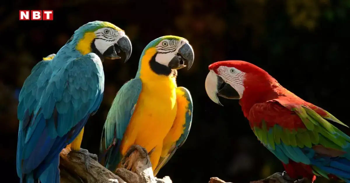 Argentine Parrot Invasion,दुनिया का ये शहर तोतों से लड़ रहा 'जंग', पास ...