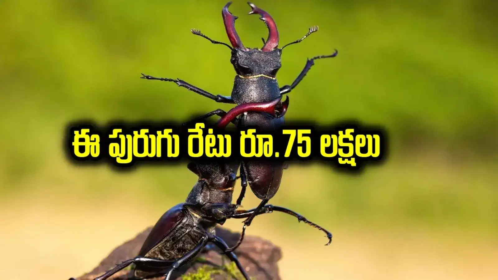 స్టాగ్ బీటిల్ ధర,Stag Beetle: ఈ పురుగు రేటు రూ.75 లక్షలు.. దాని ...