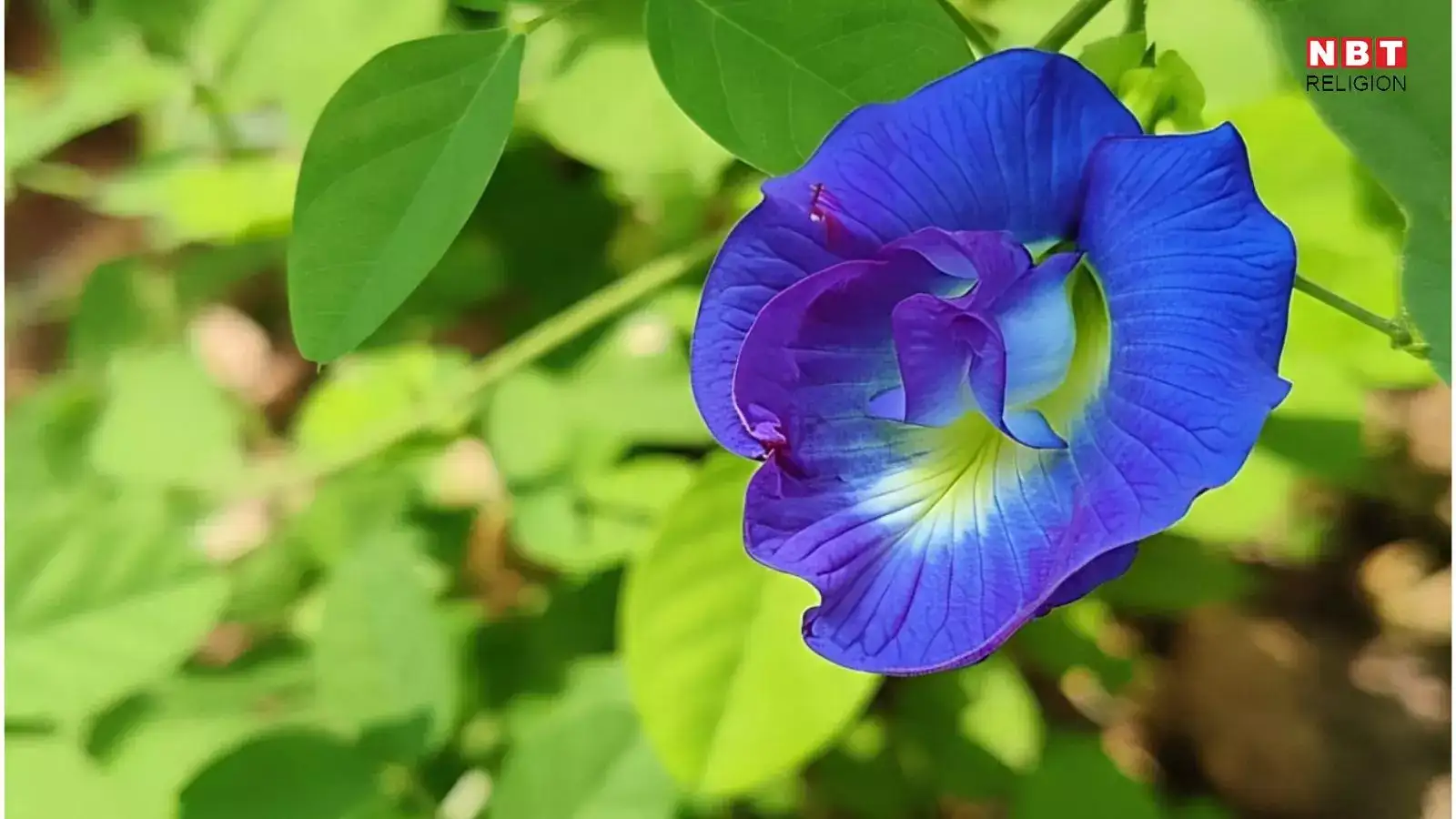 Aparajita Phool Ke Upay | Aparajita Phool Ke Totke : गुरुवार को करें ...