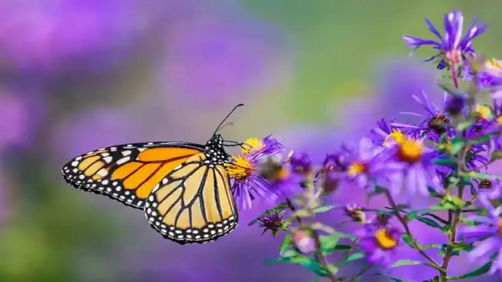 Coimbatore Butterfly Park,கோவையின் முதல் பட்டாம்பூச்சி பூங்கா எப்போது ...