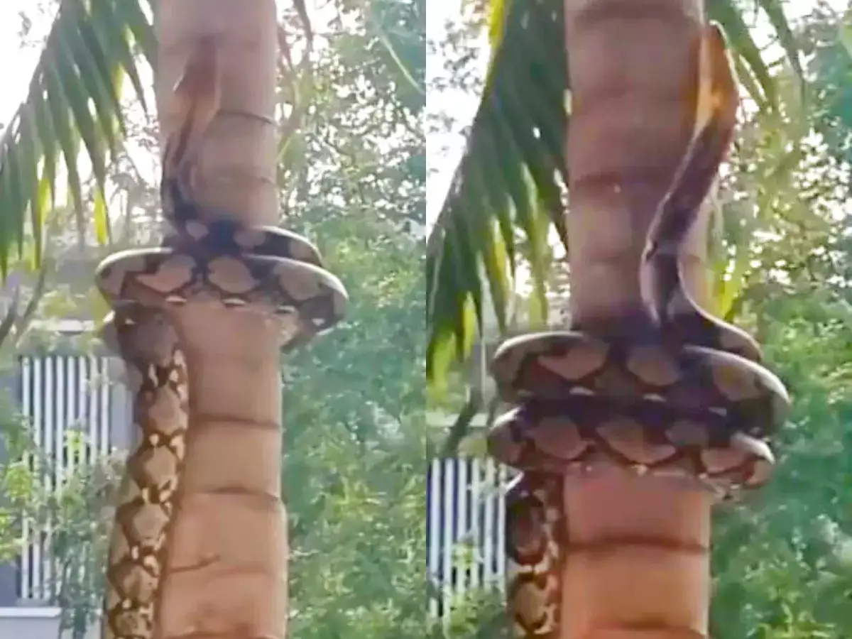 Coconut Tree Climbing Python,Video: కొండచిలువ కొబ్బరిచెట్టు ఎక్కిన వేళ ...