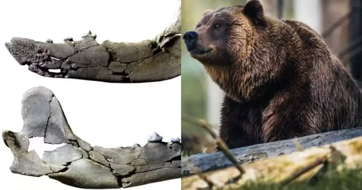 Bear Dog fossil Remains : Ancient Bear Dog Fossil Remains Discovered ...