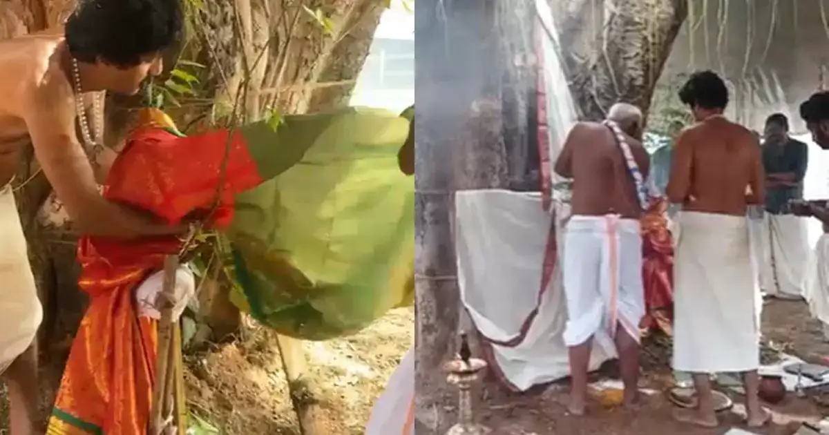 Banyan Tree Married Neem Tree,ആലും ആര്യവേപ്പും വിവാഹിതരായി; കല്യാണം ...