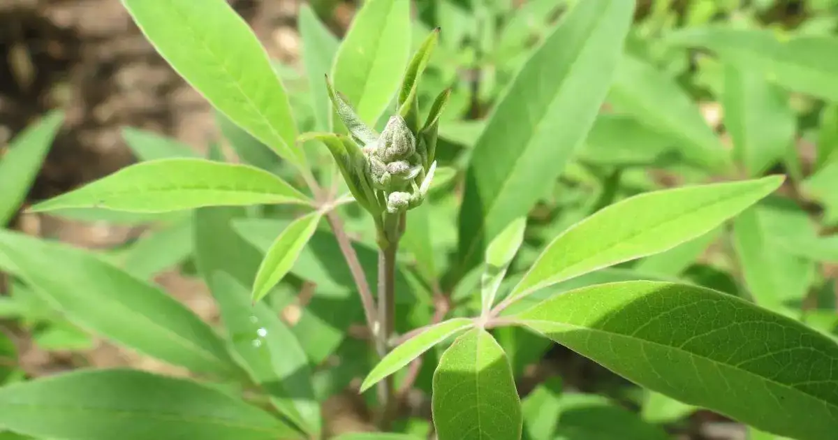 जंगली झाड़ नहीं ये पौधा, इसके बीज, फूल-पत्तों में भरे हैं औषधीय गुण ...