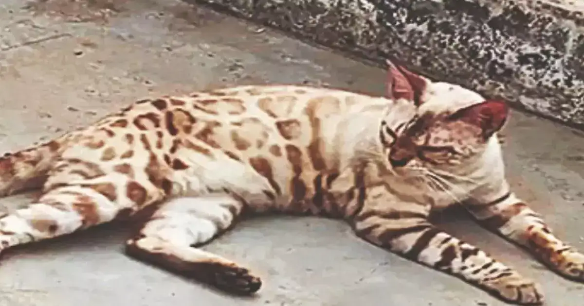 Bengal Cat Lost In Delhi To Hyderabad Transit Now Transport Company To ...