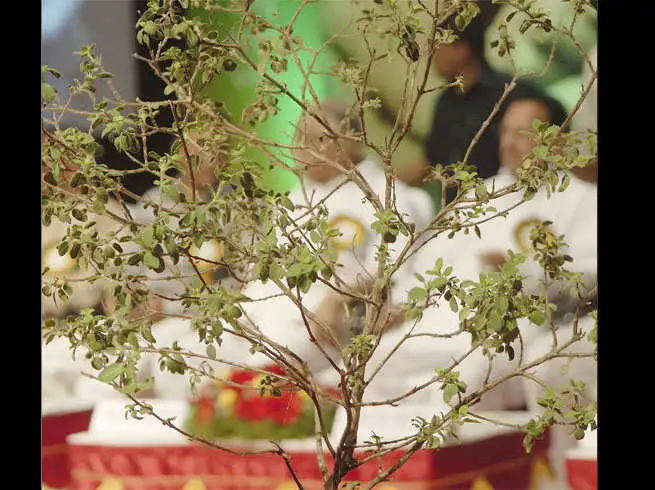 if tulsi plant is drying what indications does it give