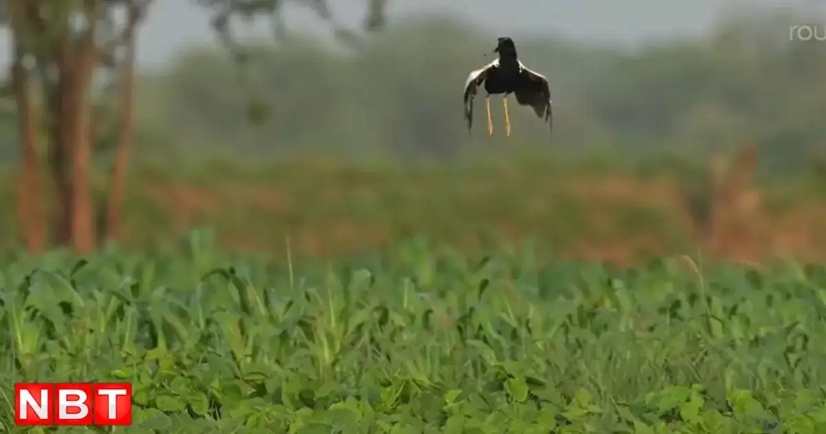 मॉनूसन से पहले आई गुड न्यूज़, मादा को आकर्षित करने लिए 8-8 फीट छलांग ...