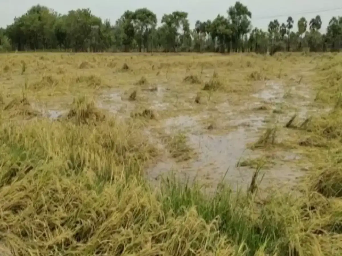 Thiruvarur Kuruvai Sagupadi,5000 ஏக்கர் நெற்கதிர்கள் மழை நீரில் மூழ்கி ...