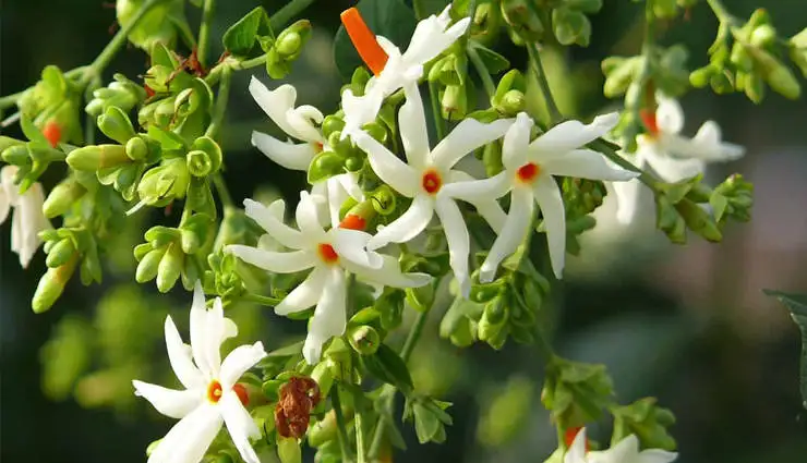 Parijat Tree, Flowers History in hindi - परिजात के फूलों का रहस्य