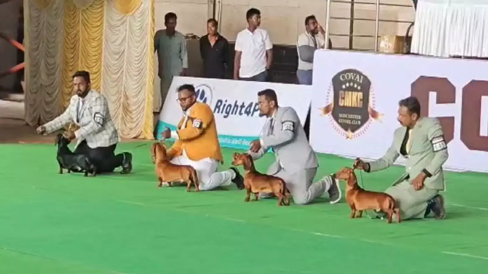 Coimbatore Dog Show,கோவையில் நாய் கண்காட்சி... பல்வேறு வகை இன நாய்கள் ...