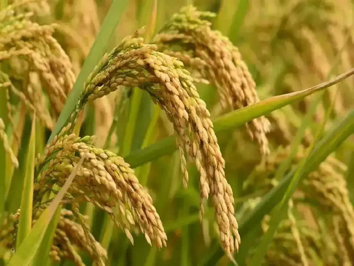 Yield Increased In Paddy Cultivation,நெல் சாகுபடியில் மகசூல் அதிகரிப்பு ...