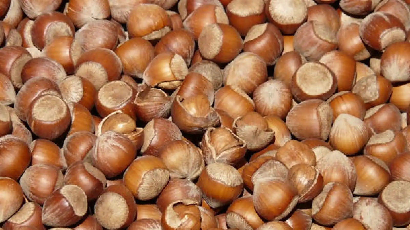 Hazelnut Health Benefits,প্রোটিন থেকে ক্যালসিয়াম, পুষ্টির ভাণ্ডার হল ...