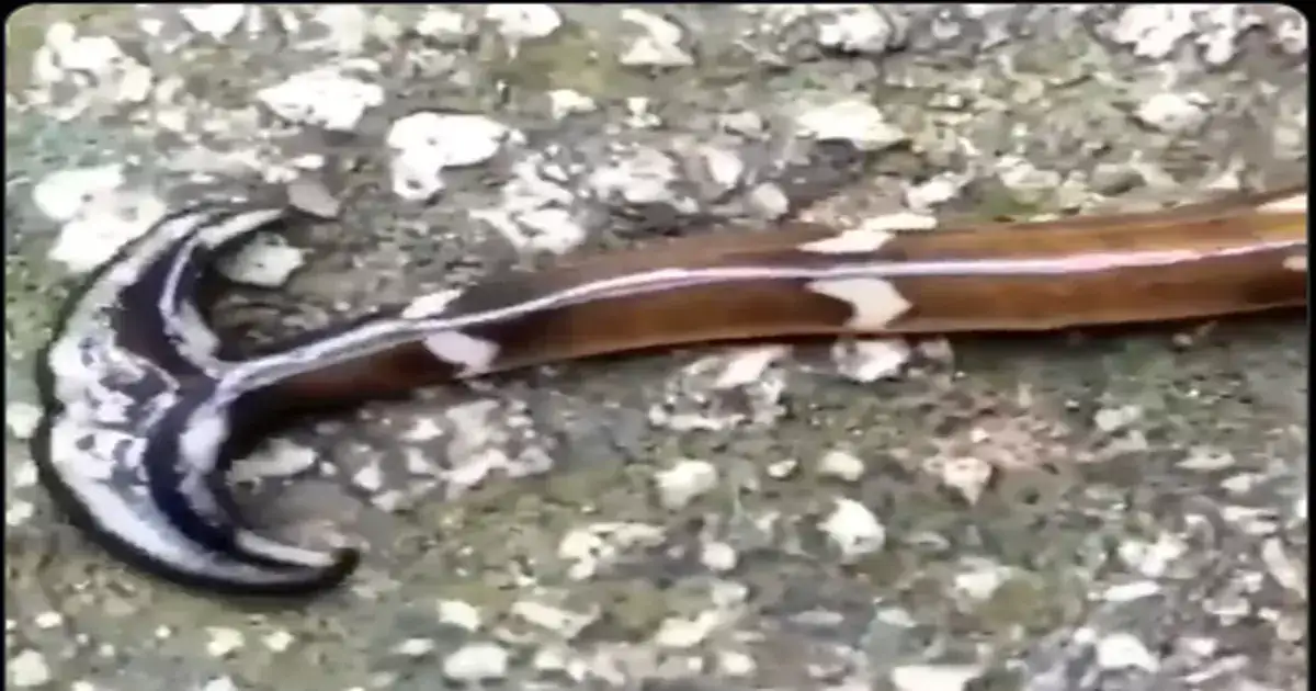 Poisonous Worms Menace In Us,ಭಾರೀ ಮಳೆಗೆ ನೆಲದಿಂದ ಎದ್ದ ವಿಷಕಾರಿ ಹುಳುಗಳು ...
