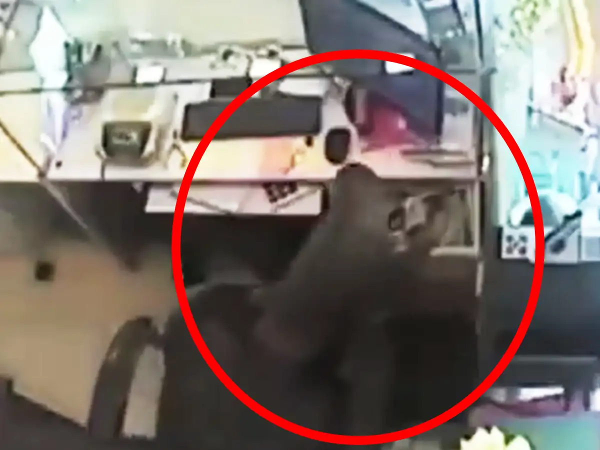 Monkey Stealing In Jewellery Shop,இந்த திருட்டு குரங்கு செய்யுற வேலையை ...