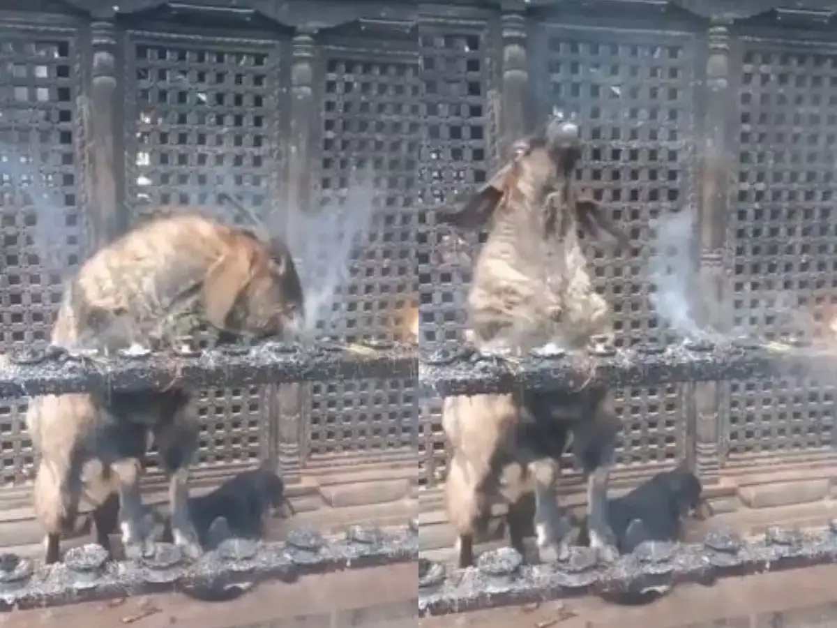 Goat In Nepal Inhaling And Exhaling Smoke,video: కలియుగ వింత ...