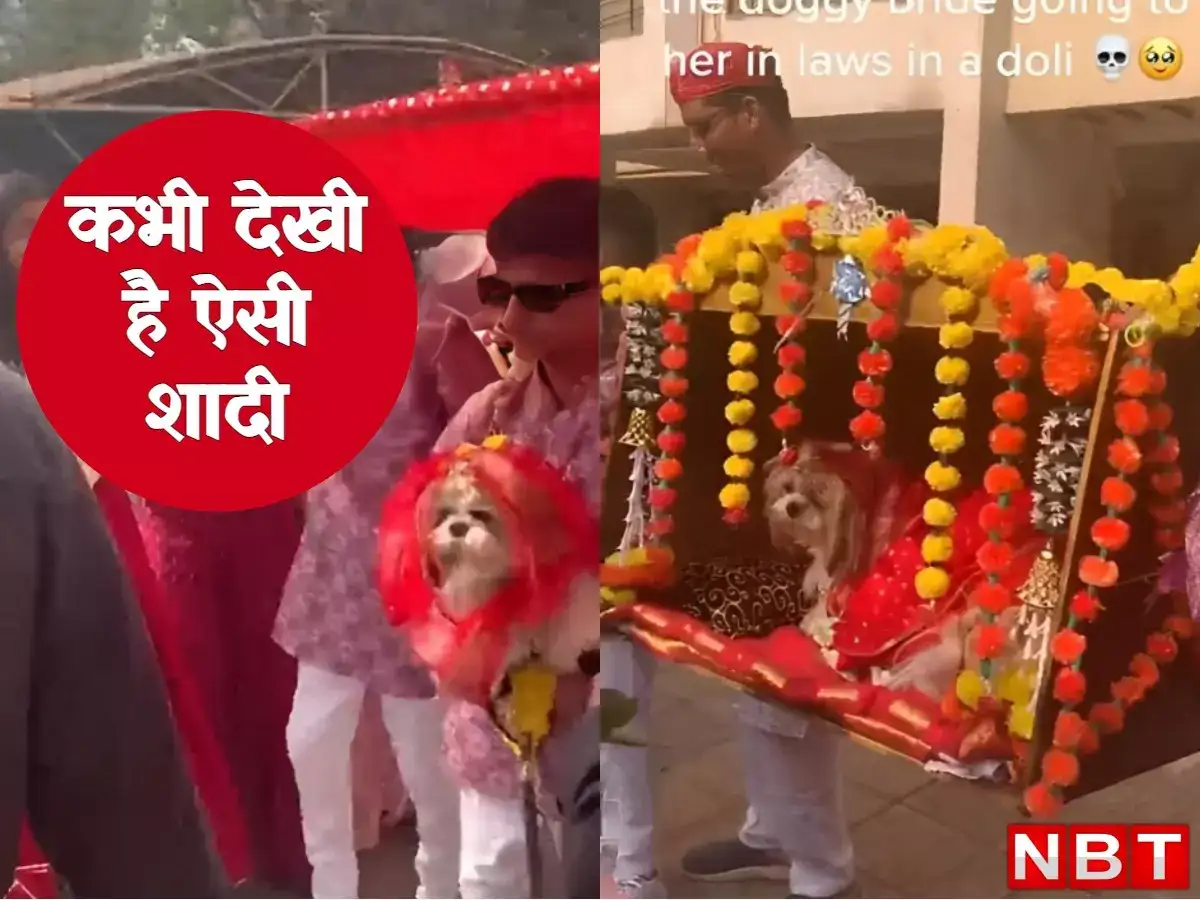 अरे ये क्या! पालकी में दुल्हन, जयमाला... इंसानों की तरह पालतू कुत्तों ...