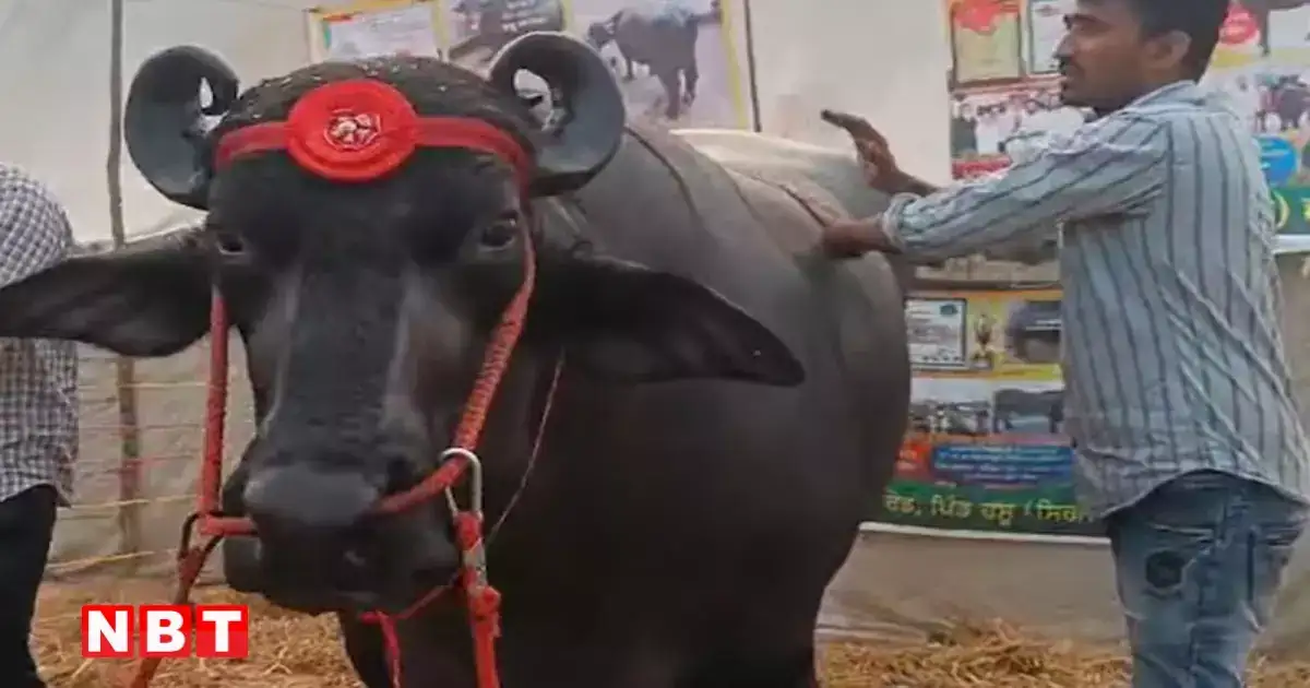 buffalo anmol price rs 23 crore what is so special about anmol: buffalo ...