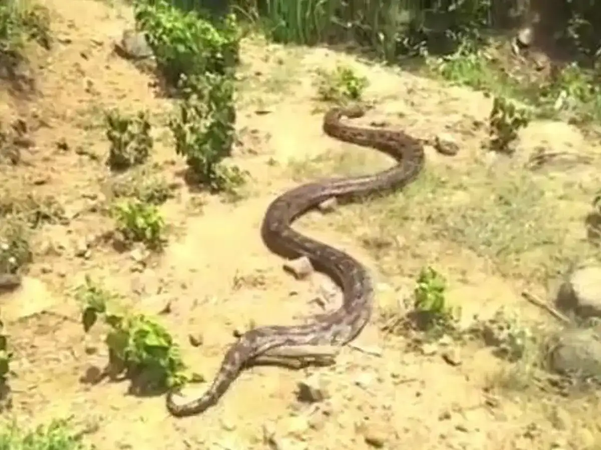 Kallakurichi Python Snake,இதயம் பலவீனமானவங்க இந்த வீடியோவை பார்க்க ...