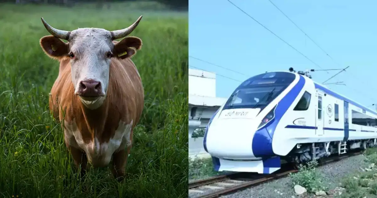 Vande Bharat Cow Man Death,വന്ദേ ഭാരത് ഇടിച്ചു തെറിപ്പിച്ച പശു വന്ന് ...