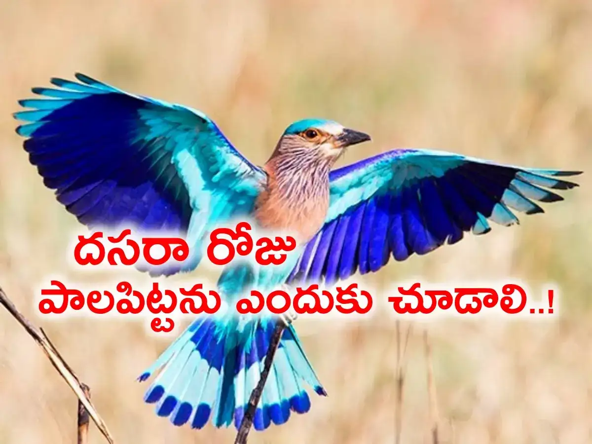 Palapitta Telangana,Dussehra Festival: దసరా రోజు పాలపిట్టను ఎందుకు ...