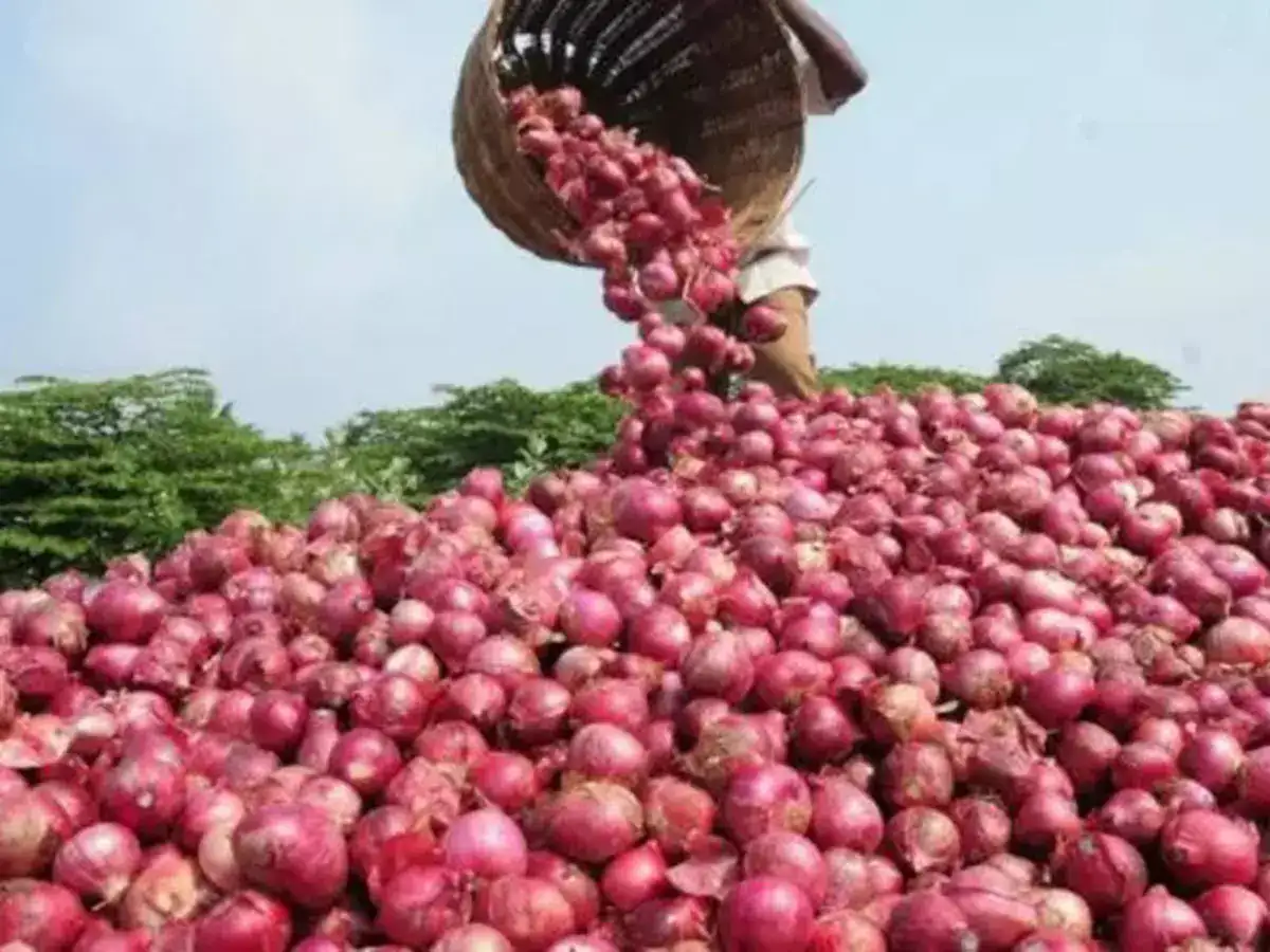 Onion Price,எகிறி அடிக்கும் வெங்காய விலை.. அரசு எடுத்த திடீர் முடிவு! - union govt to control ...