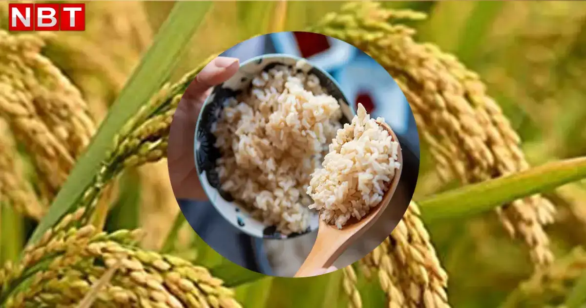 Most Expensive Rice,बाप रे बाप! इस चावल को खरीदने के लिए तोड़नी पड़ ...