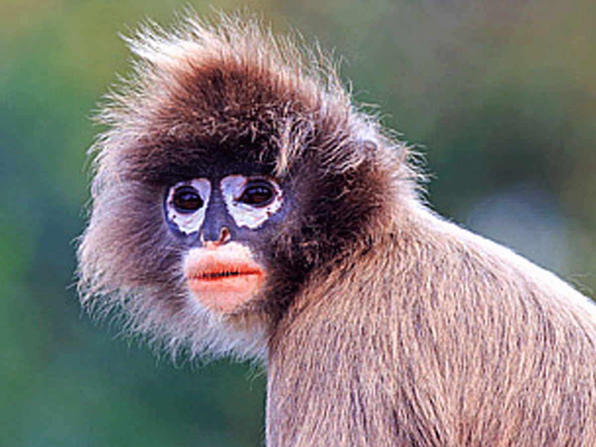 Jungal News,Spectacle Monkey: ओस की बूंदें पीकर बुझाते हैं प्यास, ग्रुप ...