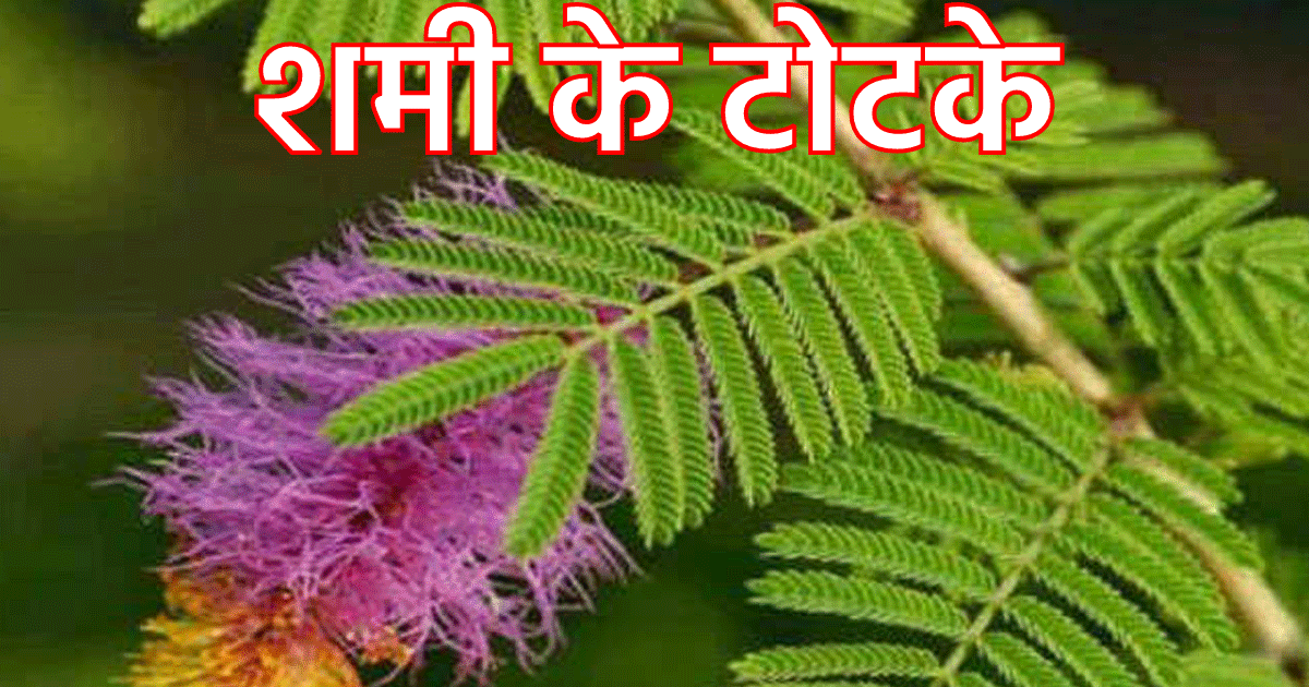 Shami Ke Ped Ke Upay, Totke: शमी के पेड़ के ये अचूक उपाय, धन में करेंगे ...