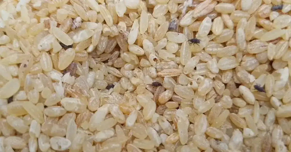 Nagapattinam News,வண்டு மொய்த்து துர்நாற்றம் வீசும் ரேஷன் அரிசி ...