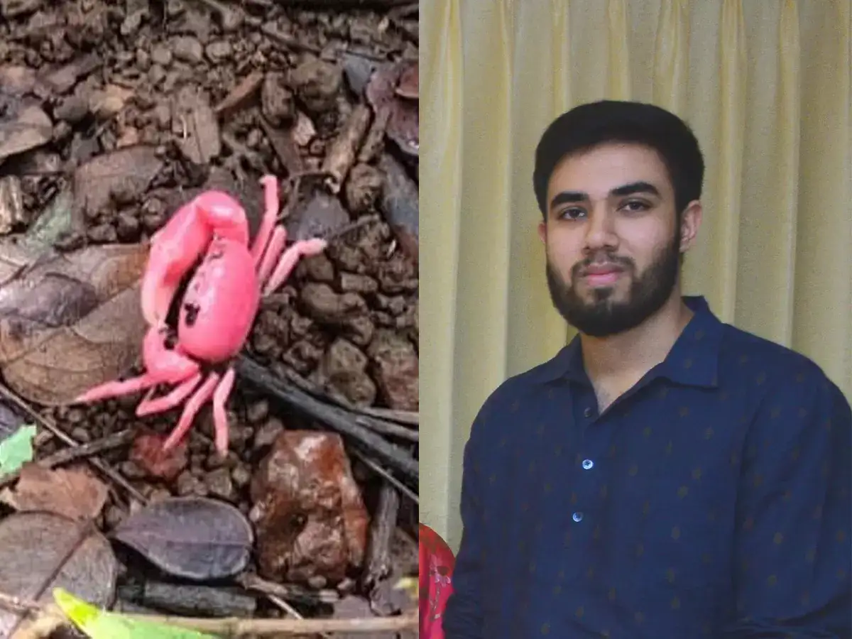 Pink Colored Crab Found In Tilari Forest Tejas Thackeray Discovered ...
