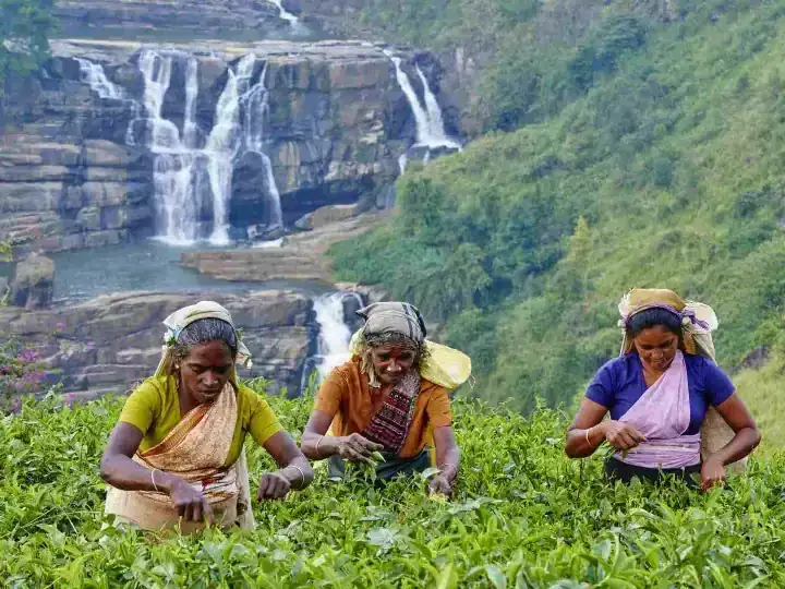 TANTEA Workers,தேயிலைத் தோட்ட ஊழியர்களுக்கு பணிக்கொடை - தமிழக அரசு ...
