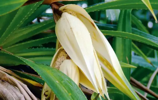 ಮನೆಮದ್ದು: ಕೇದಿಗೆಯ ಕರಾಮತ್ತು - home remedies: kedige flower - vijaykarnataka