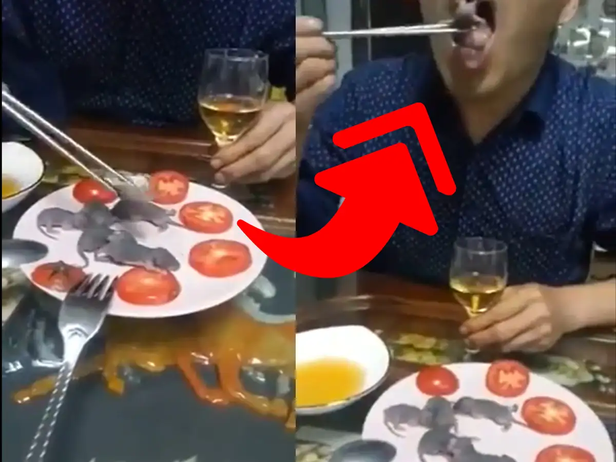 Man Eating Mouse,Three Squeaks : எலிகளை உயிருடன் சாப்பிடும் இளைஞர் ...