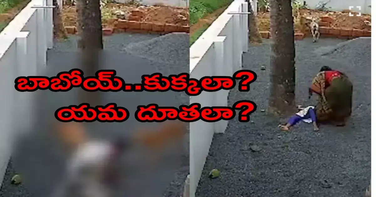 Kerala Stray Dogs Attack,Stray Dogs Attack: 9 ఏళ్ల చిన్నారిపై దాడిచేసి ...