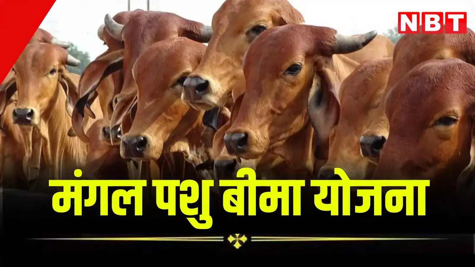 राजस्थान से अब 'आवारा पशु' गायब! भजनलाल सरकार शुरू करेगी मंगल पशु बीमा ...