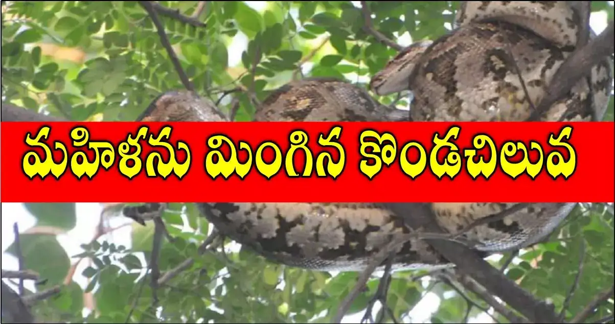Python Swallows Woman,మహిళను మింగేసిన కొండచిలువ.. 2 గంటల పాటు, చిన్న ...