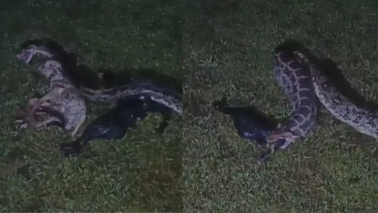 विशाल अजगर ने बकरी के दो बच्चों को निगला, जंगल की ओर जाने से पहले दोनों ...