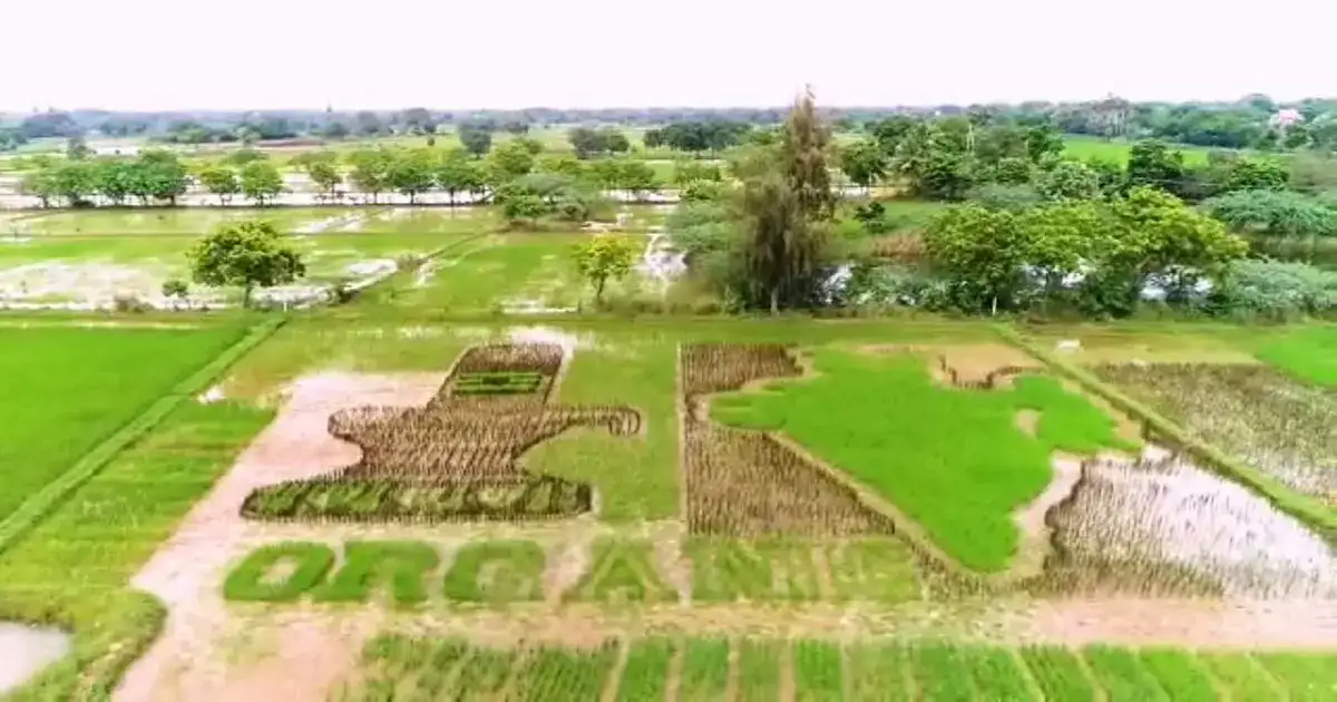 Paddy In The Shape Of A Map Of India,வயலில் நெற்பயிரை கொண்டு இந்திய ...