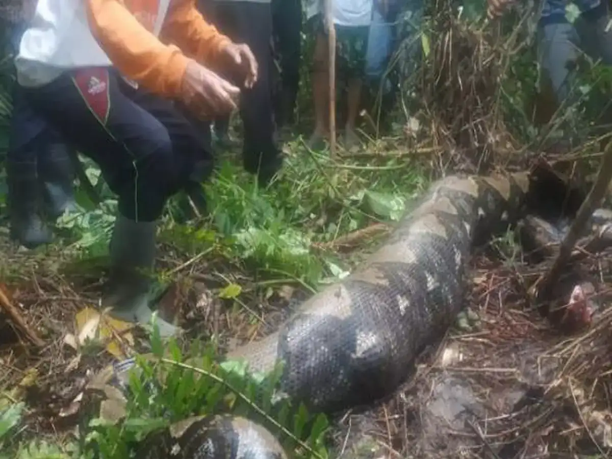 Python Swallowed Woman,பெண்ணை முழுவதுமாக விழுங்கிய 22 அடி மலைப்பாம்பு ...