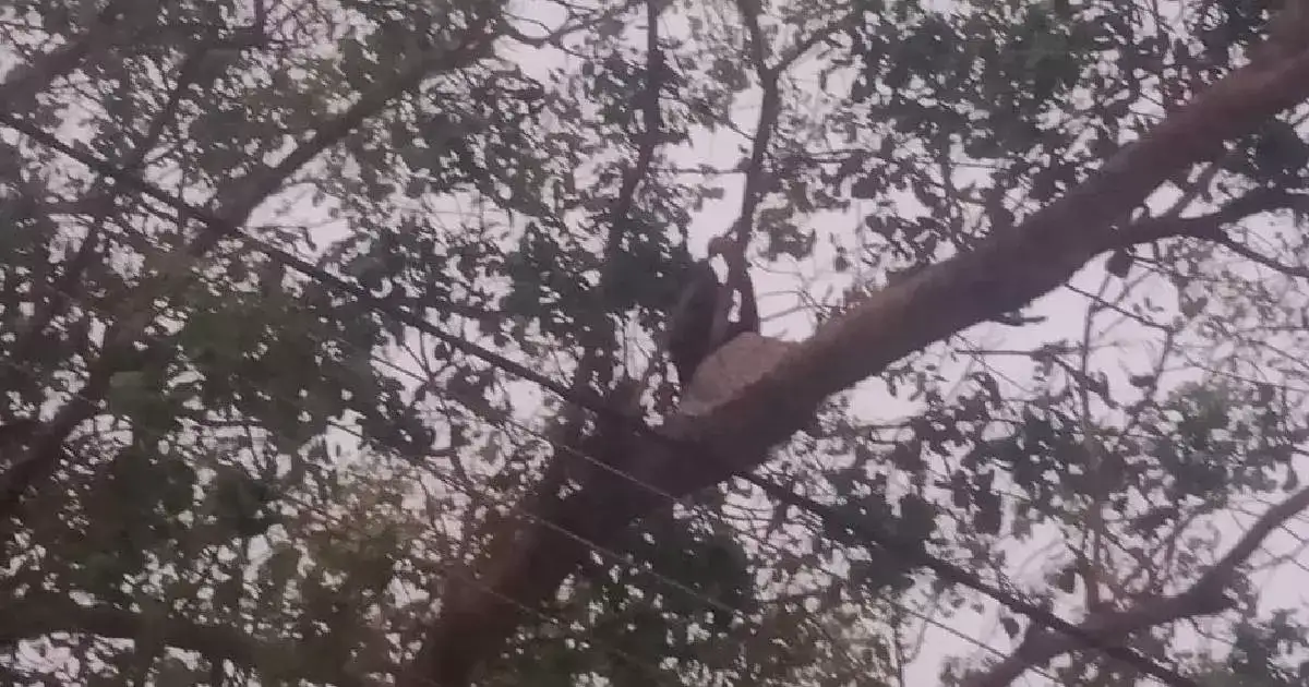 Anna Raju Suicide Attempt,പുലര്‍ച്ചെ ആല്‍മരത്തില്‍ കയറി; ആലുവ പോലീസ് സ് ...