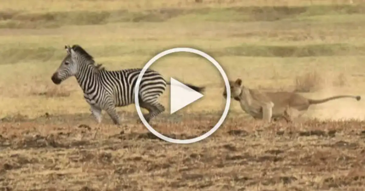 Zebra Vs Lion,झेब्य्रानं घेतला सिंहाशी पंगा, घरात शिरून जंगलाच्या ...