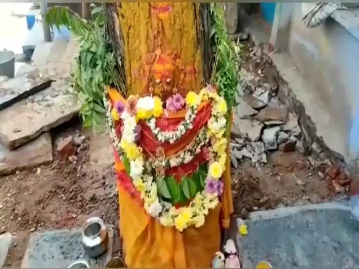Banaganapalle Neem Tree,Nandyal: వేప చెట్టుపై అద్భుత సన్నివేశం ...