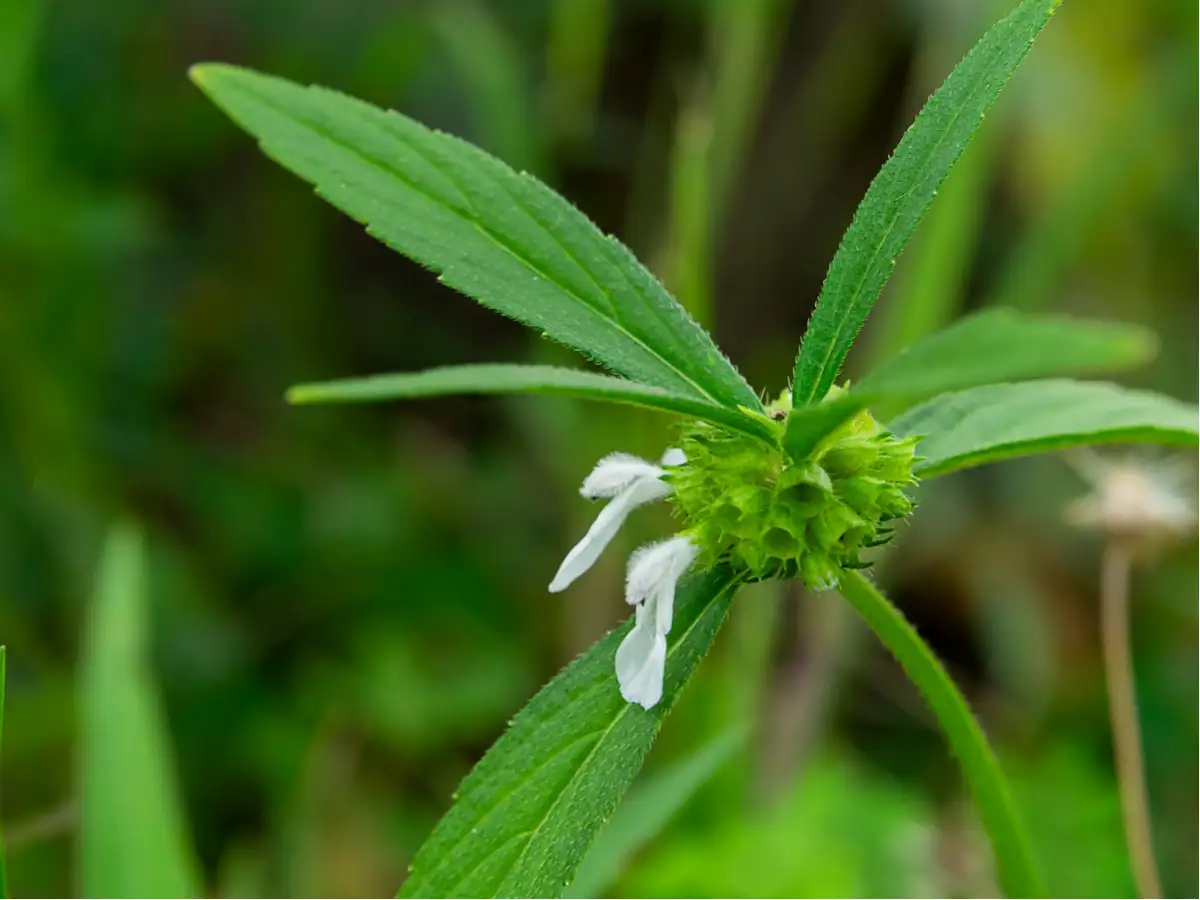 Importance Of Thumba Poo In Onam,ഓണത്തിന് എന്തുകൊണ്ടാണ് തുമ്പപ്പൂവിന് ...