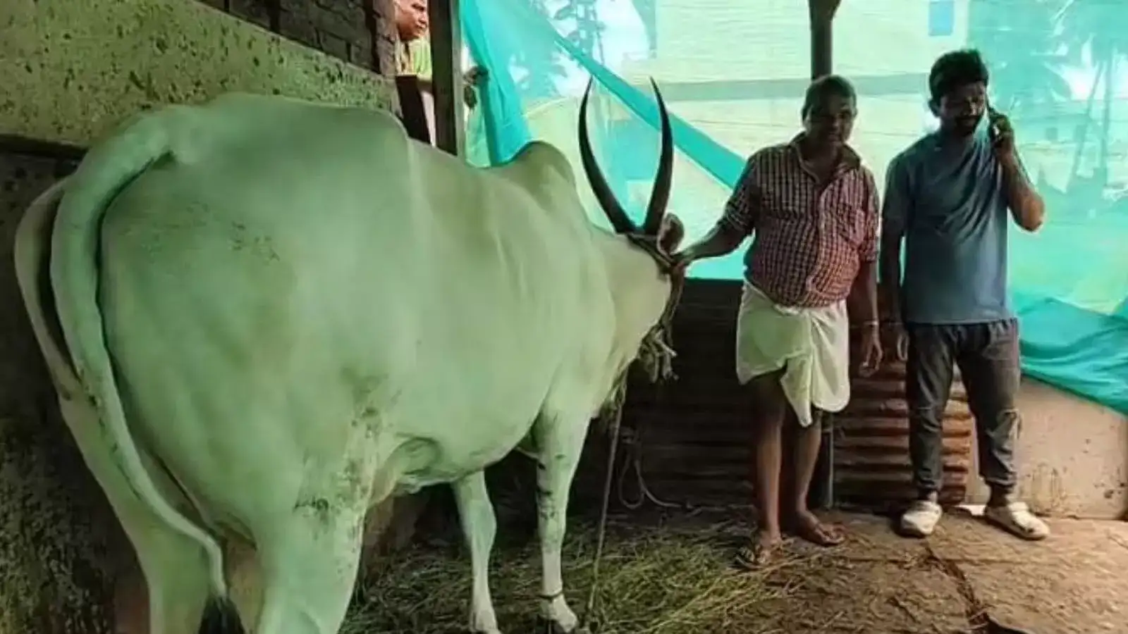 ಬಾಗಲಕೋಟೆ: ಹಸುವಿನ ಕೆಚ್ಚಲು ಕತ್ತರಿಸಿ ವಿಕೃತಿ,ಬಾಗಲಕೋಟೆ: ಮನೆಯ ಶೆಡ್‌ನಲ್ಲಿ ...