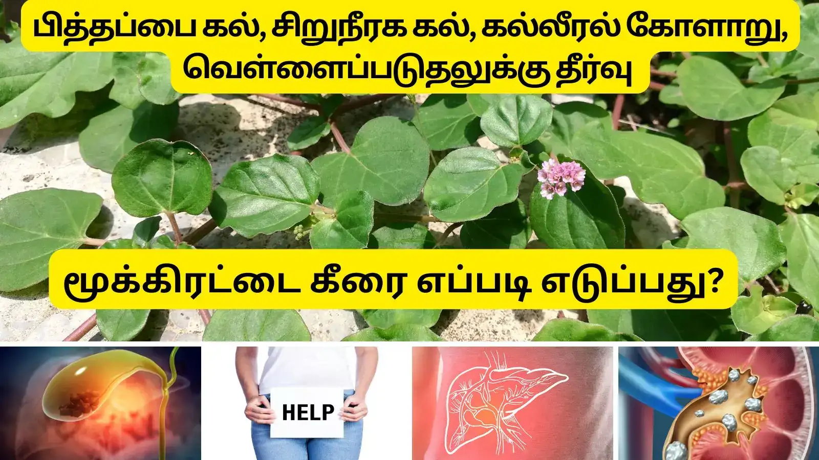 Mookirattai Keerai Nanmaigal : பித்தப்பை கல் , சிறுநீரக கல், கல்லீரல் ...