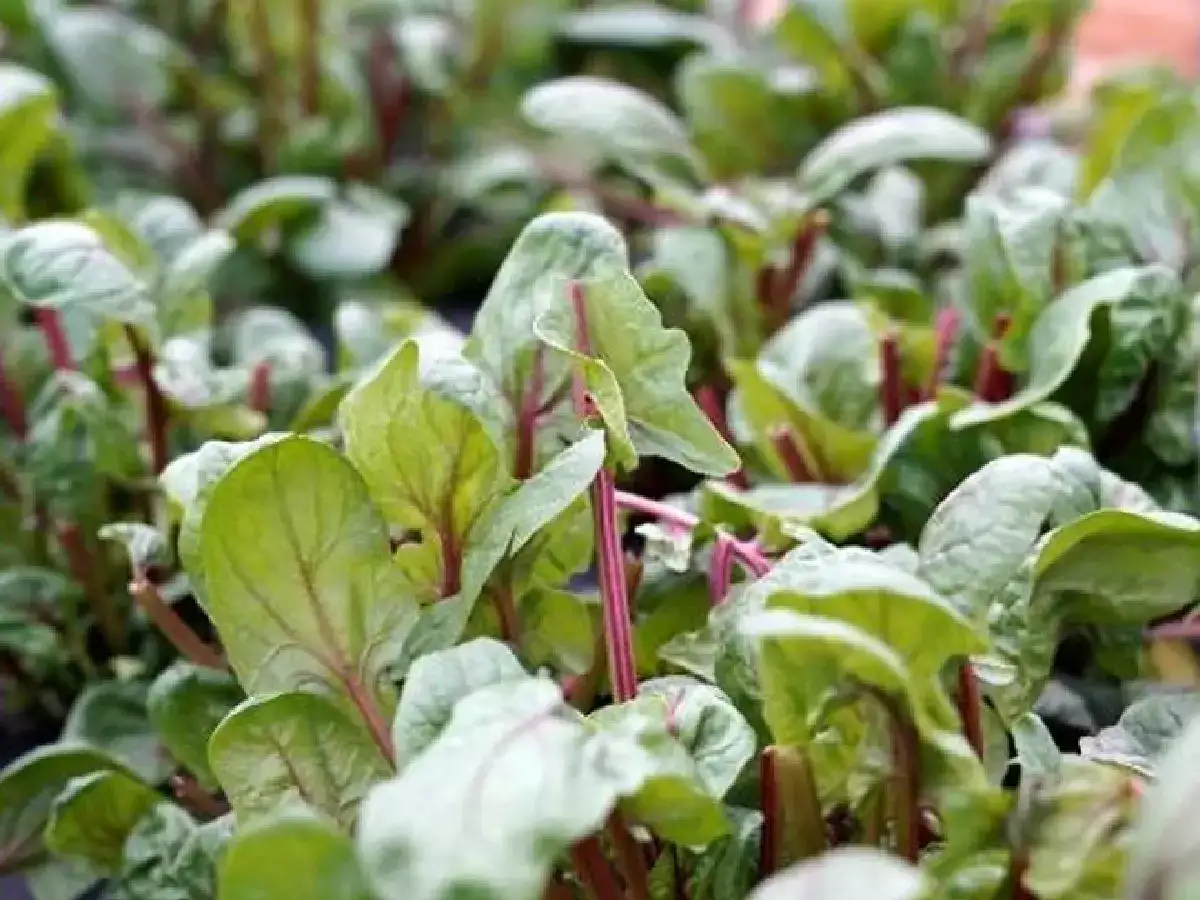 Amazing Health Benefits Of Harive Leaves - ಆರೋಗ್ಯ ವೃದ್ಧಿಸುವ ಹರಿವೆ ಸೊಪ್ಪು