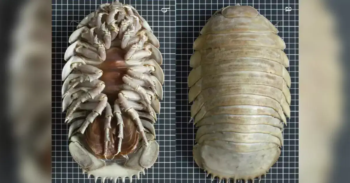 Isopods Sea Bug: Giant Sea Bug Found In Deep Sea Can Grow More Than 1 ...