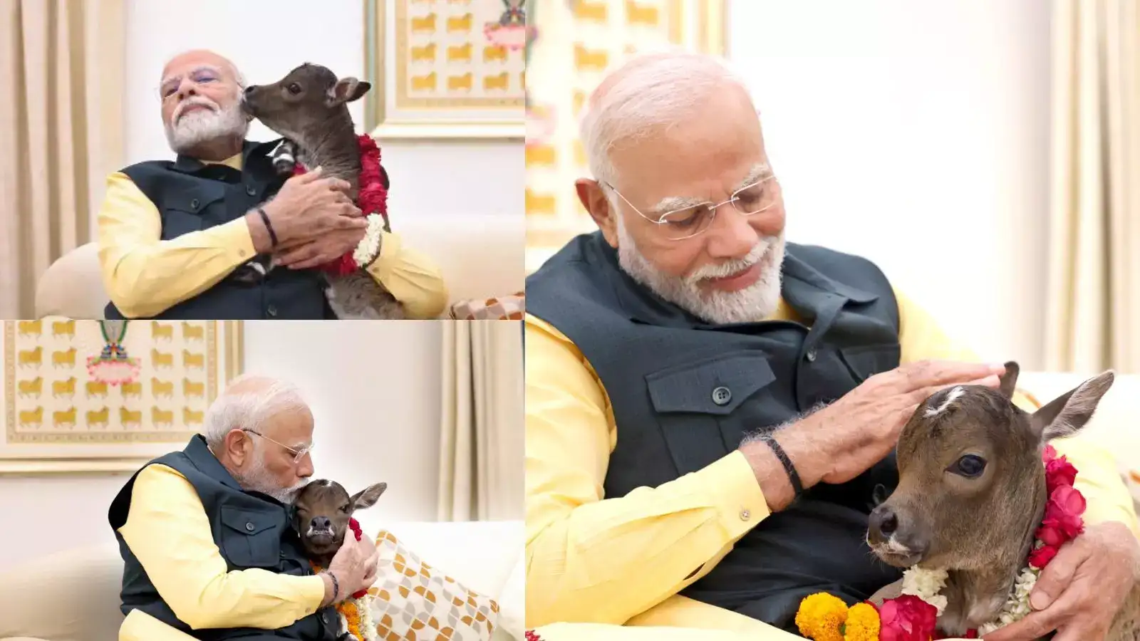 PM Modi - New born calf: வீட்டிற்கு வந்த புதிய உறுப்பினர்.. தீபஜோதி என ...