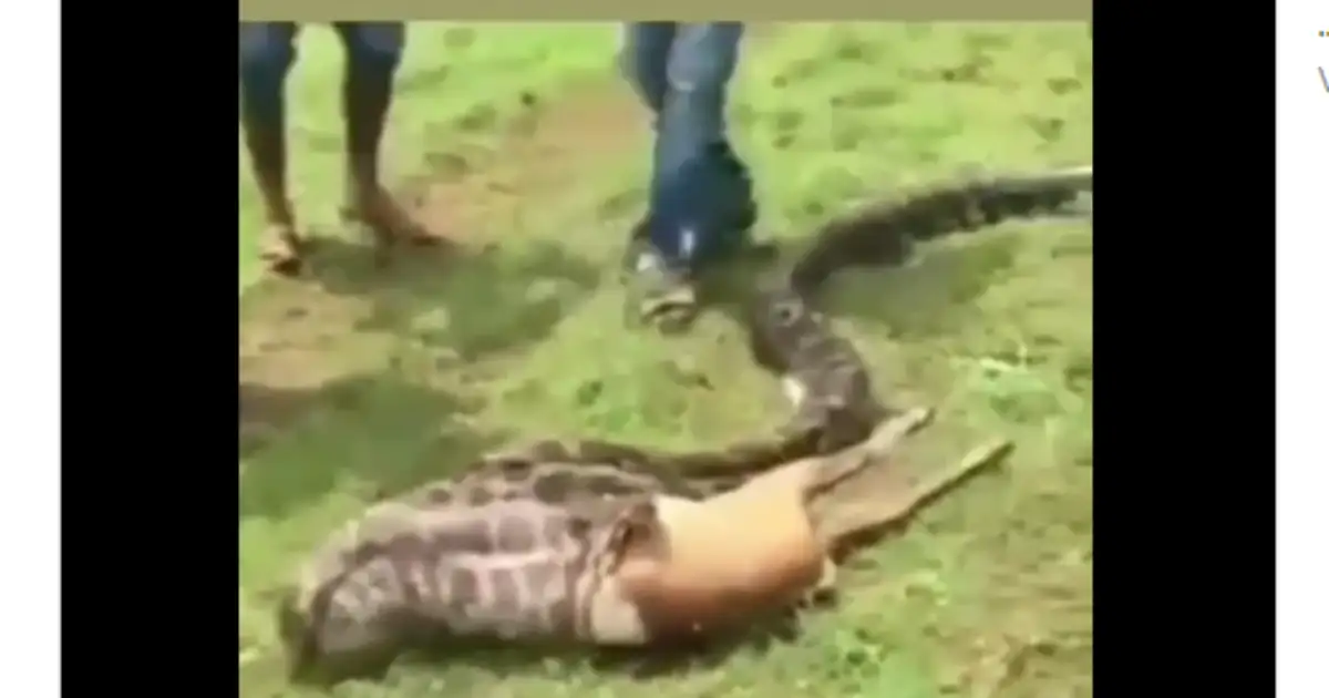 Python Viral Video,Python Viral video: முழு மானை ஒரு நொடியில் விழுங்கிய ...