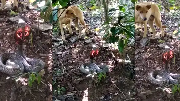 Cobra,எல்.இ.டி பல்பு போல் மின்னும் நாகம் - மிரண்டு போன மக்கள் - a ...